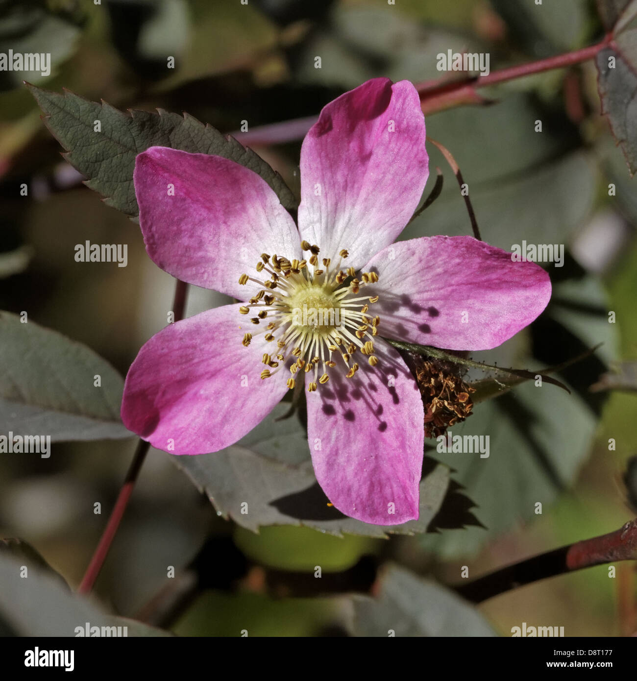 Rosa Glauca Flower High Resolution Stock Photography and Images - Alamy