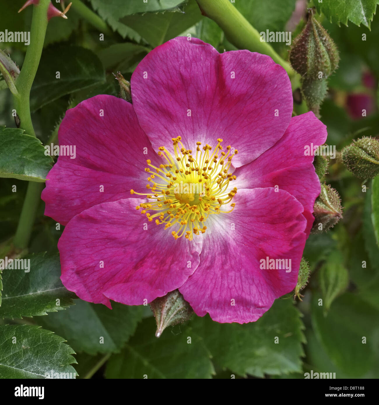 Rosa American Pillar (Climbing rose Stock Photo - Alamy