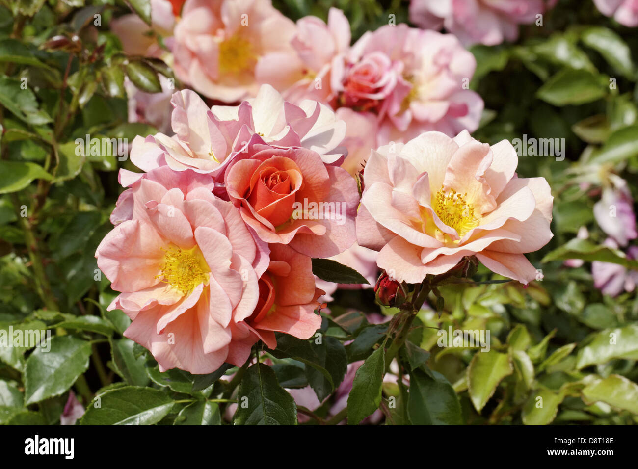 Floribundarose High Resolution Stock Photography and Images - Alamy