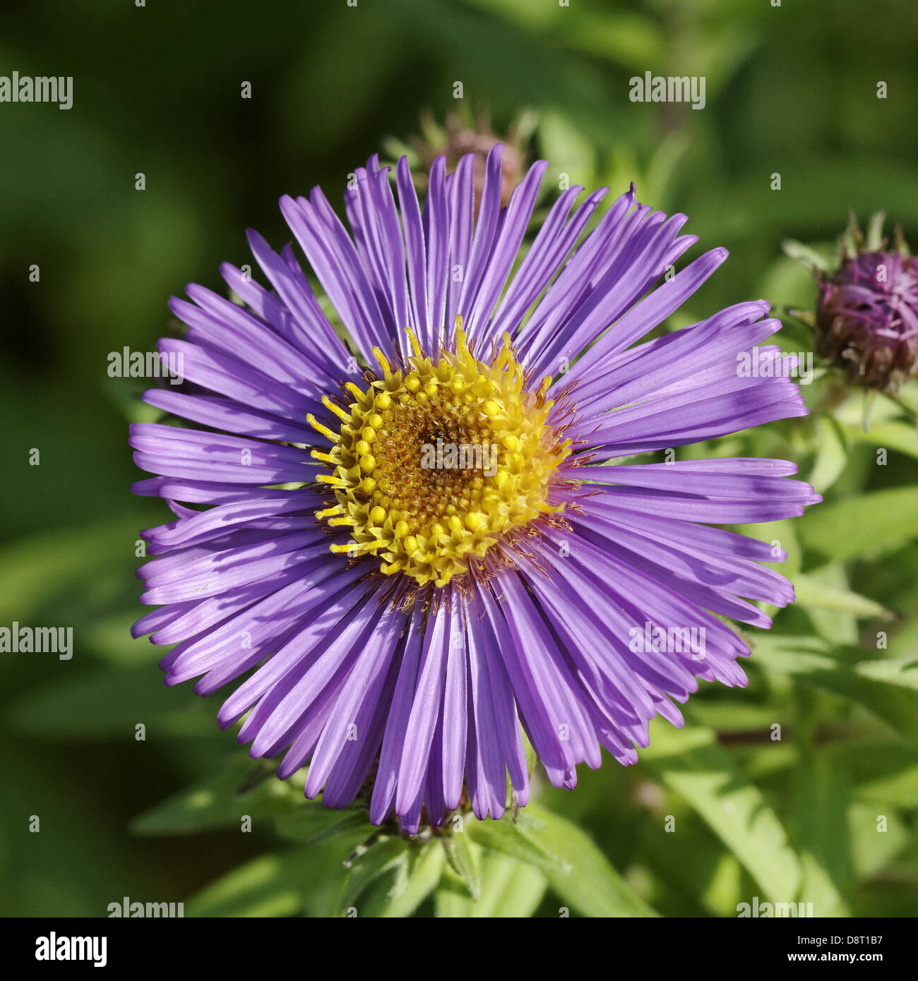 Aster novae-angliae, New England Aster Stock Photo - Alamy