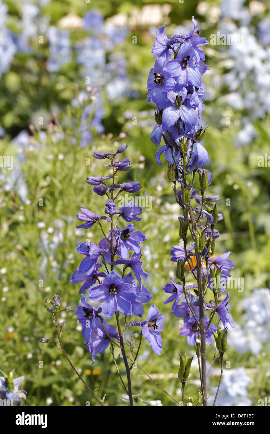 Delphinium hybrid, Larkspur Stock Photo - Alamy