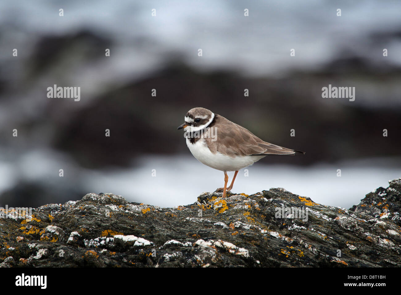 Plover stands hi-res stock photography and images - Alamy