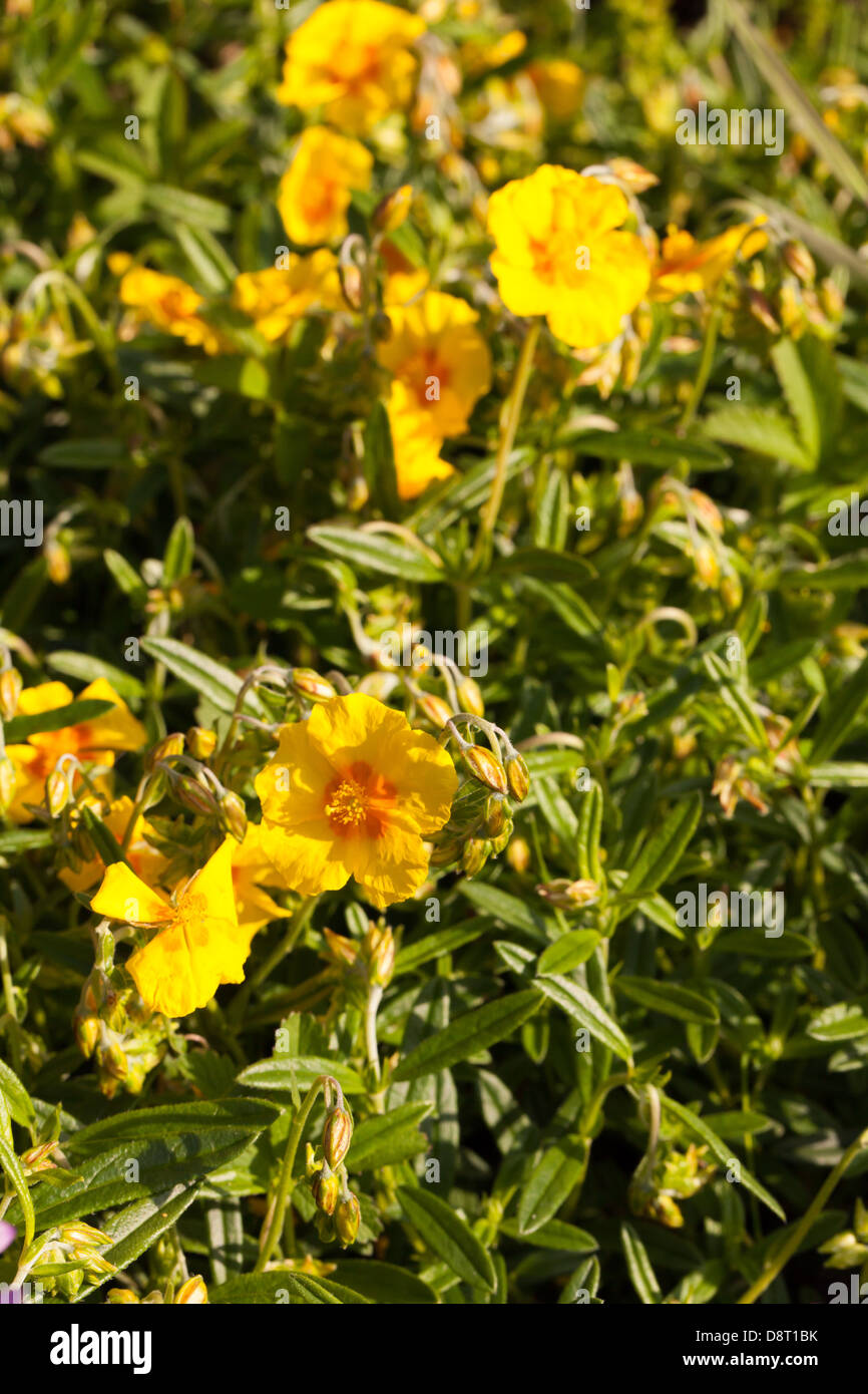 Simple yellow flowers hi-res stock photography and images - Alamy