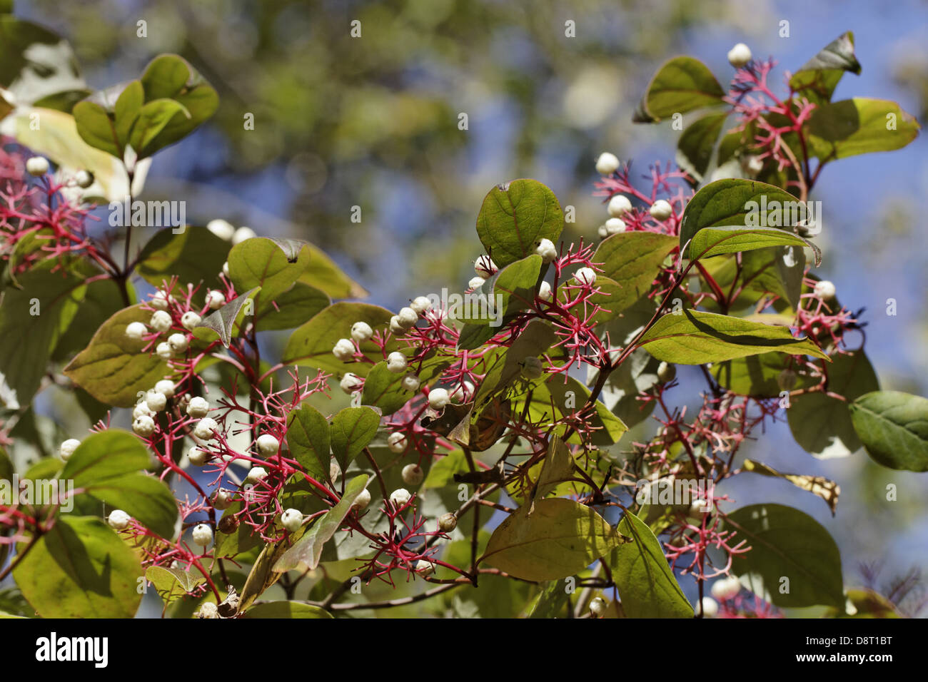 Cornus racemosa, Northern Swamp Dogwood Stock Photo - Alamy