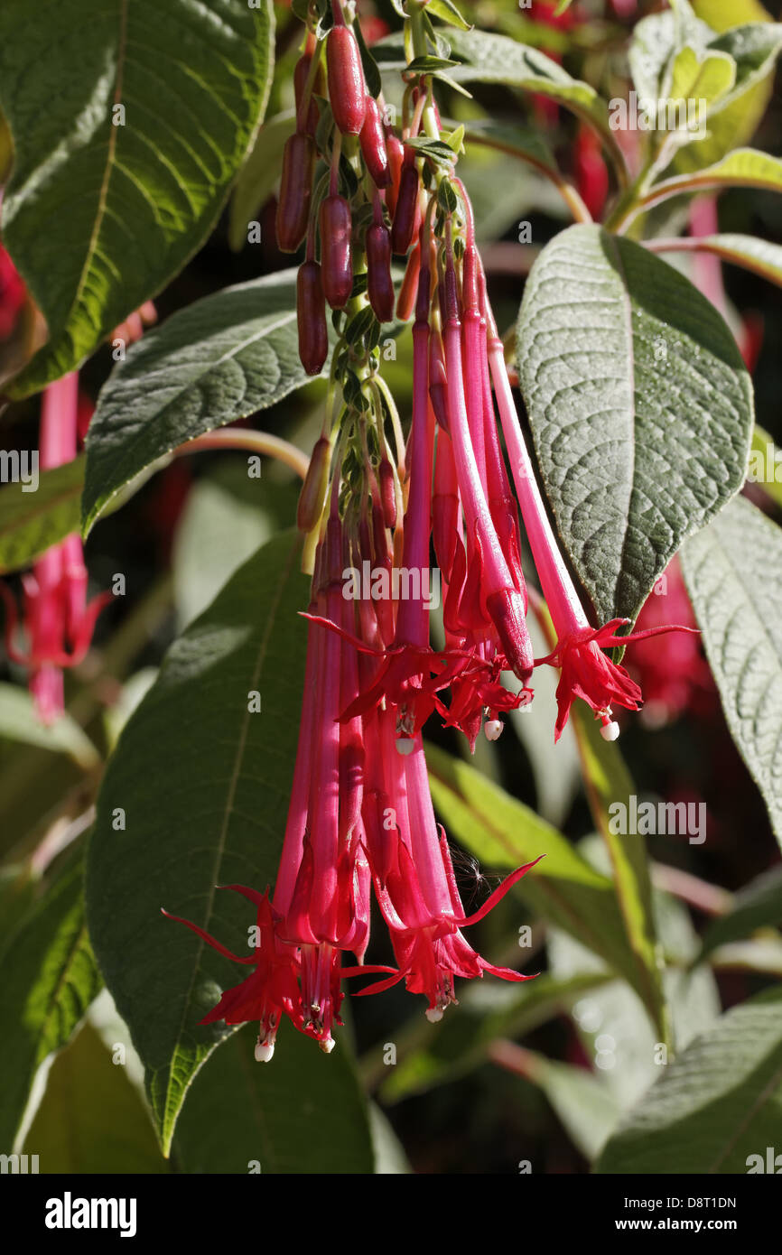 Fuchsia corymbiflora, Peruvian berry bush Stock Photo - Alamy