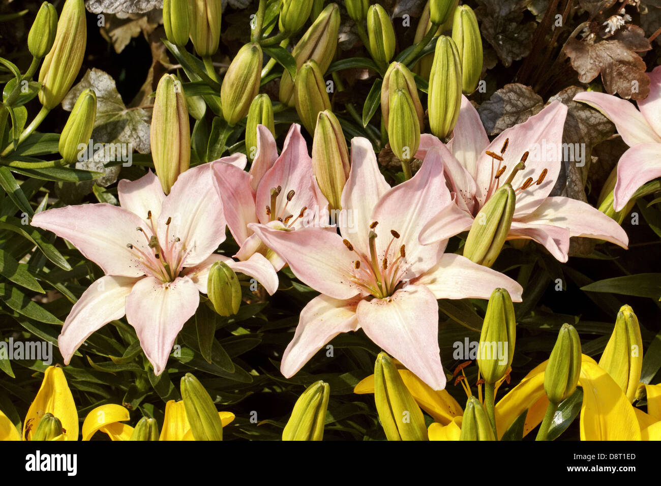 Dwarf lily hi-res stock photography and images - Alamy