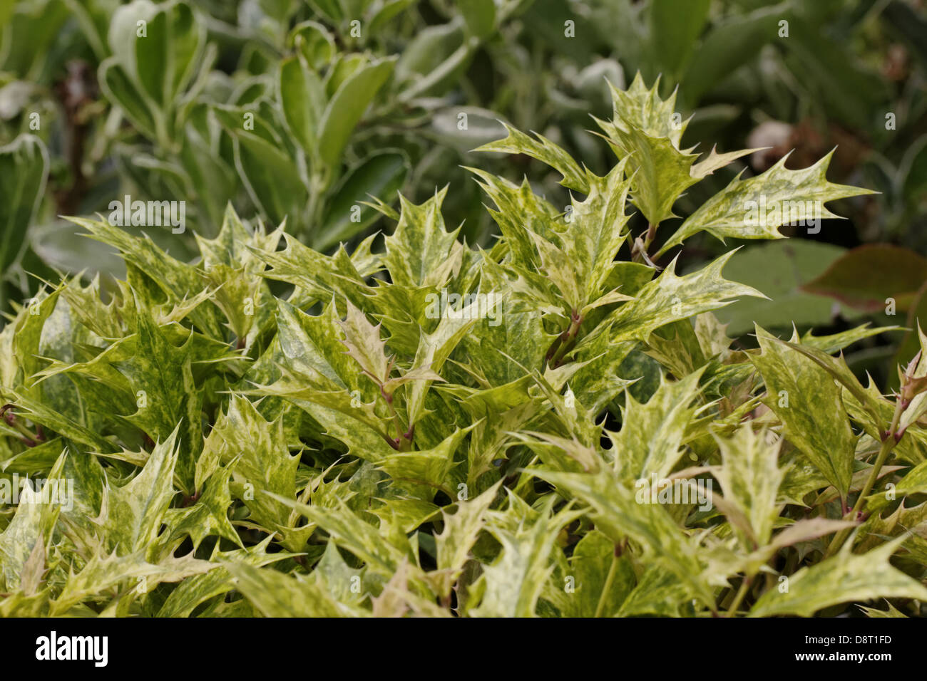 Osmanthus heterophyllus, Holly Osmanthus Stock Photo - Alamy