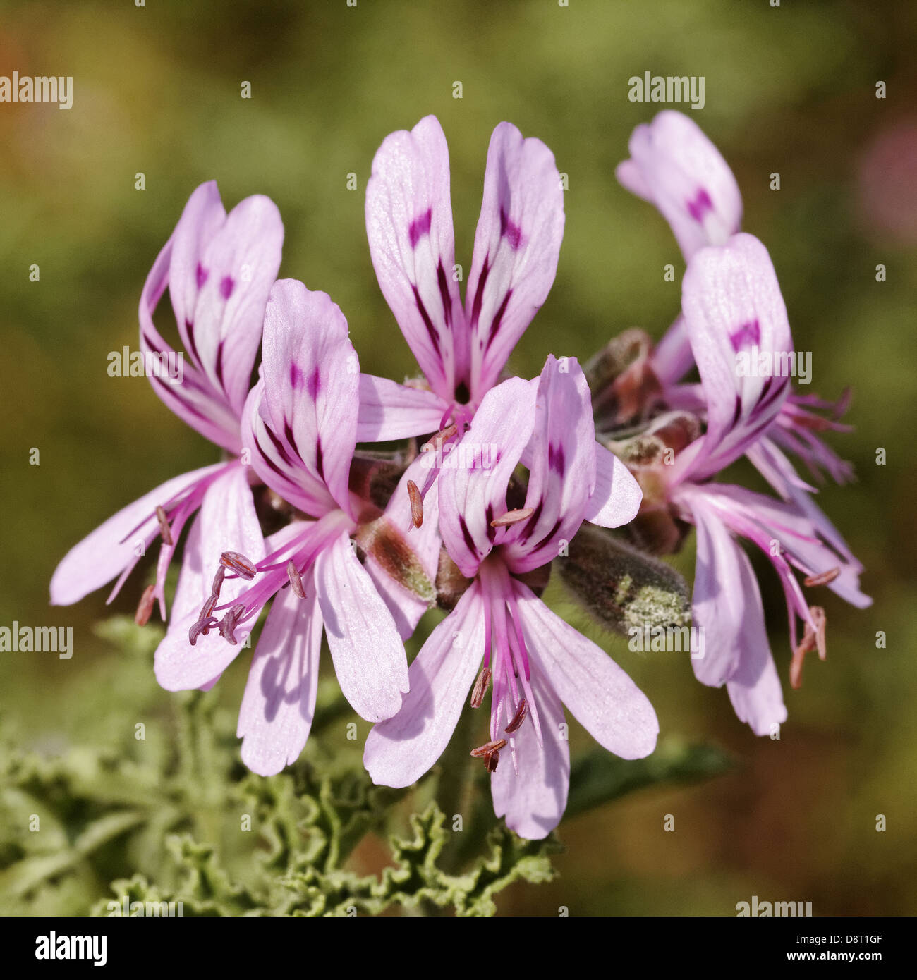 Pelargonium quercifolium, Oakleaf geranium Stock Photo - Alamy