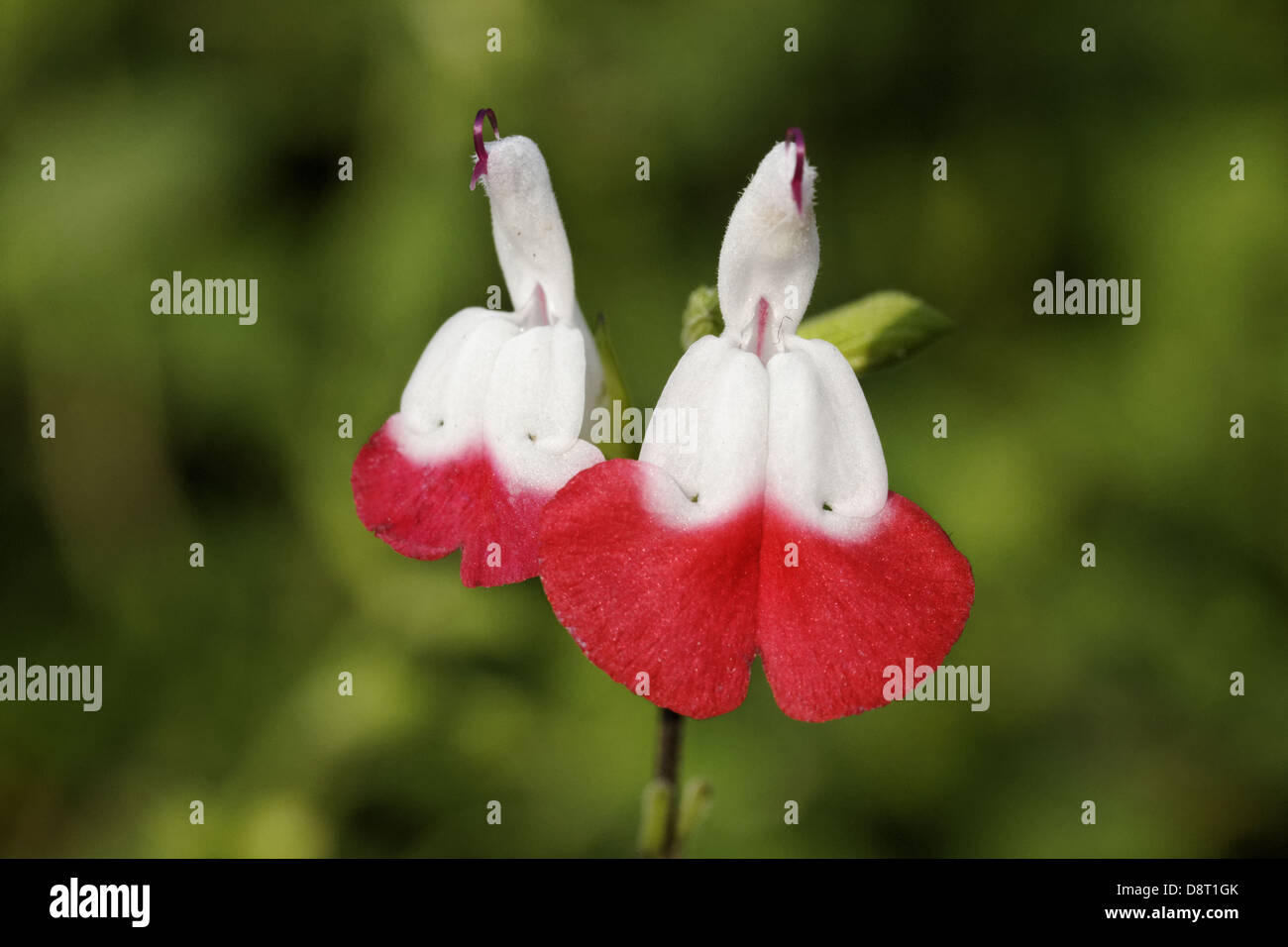 Salvia Hot Lips White Flower High Resolution Stock Photography and ...