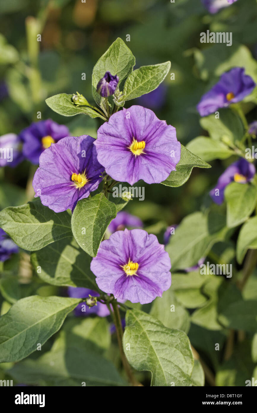Solanum rantonnetii, Lycianthes rantonnetii Stock Photo - Alamy