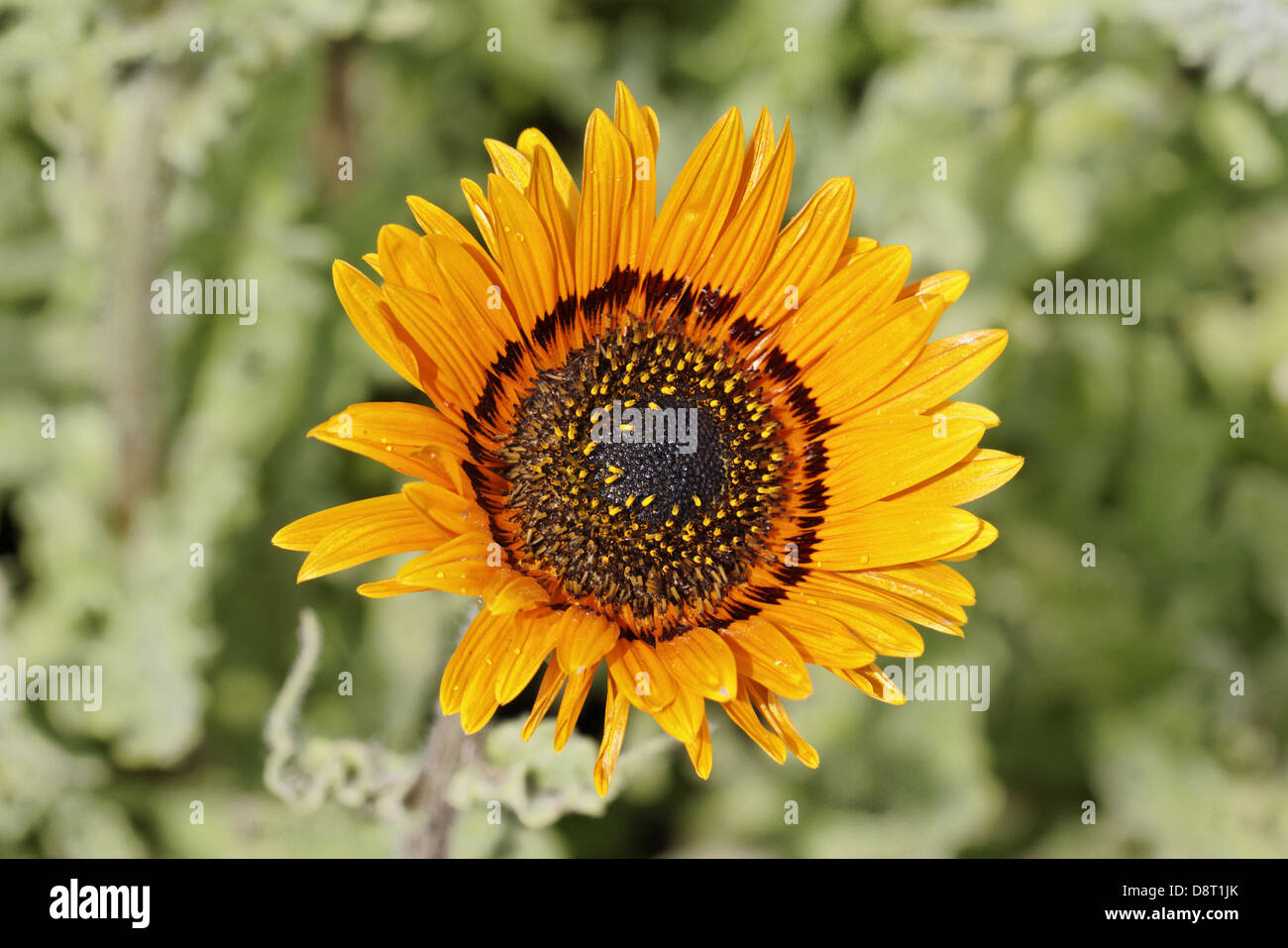 Venidium orange prince hi-res stock photography and images - Alamy
