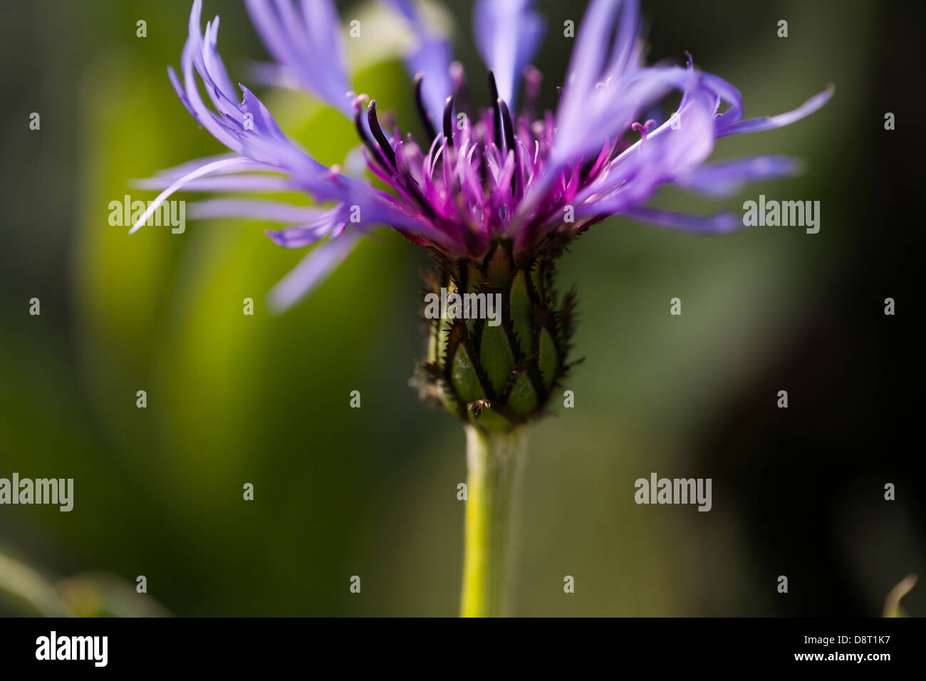 Close blue centaury flower in the a beautiful spring garden in Brittany ...