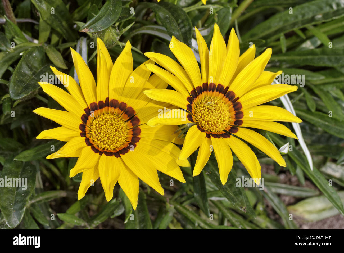 Gazania rigens Kiss Yellow, Treasure flower Stock Photo - Alamy