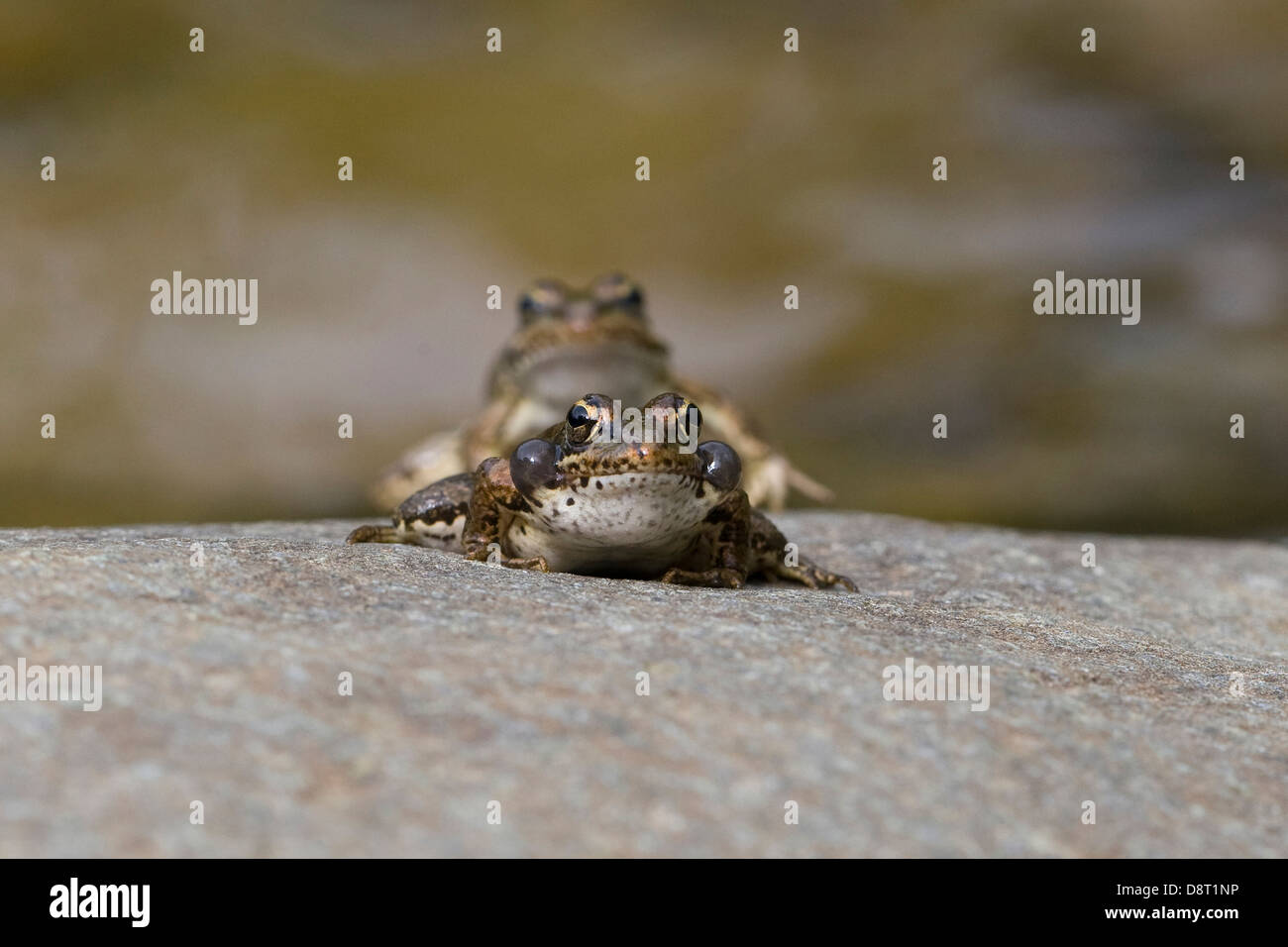 Two frogs are mating on rock beside a stream Stock Photo - Alamy