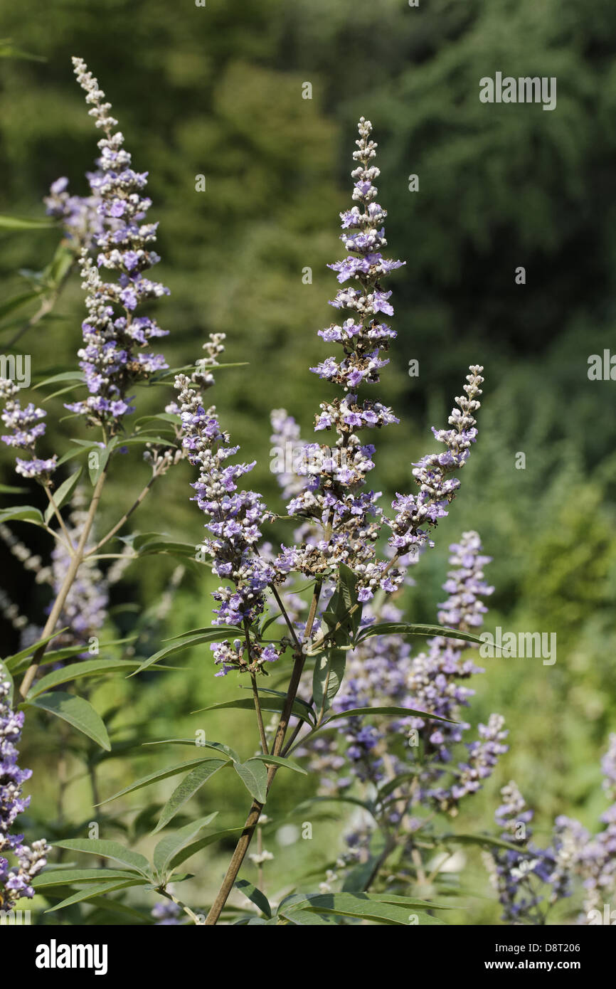 Vitex agnus-castus, Chaste tree, Chasteberry Stock Photo - Alamy