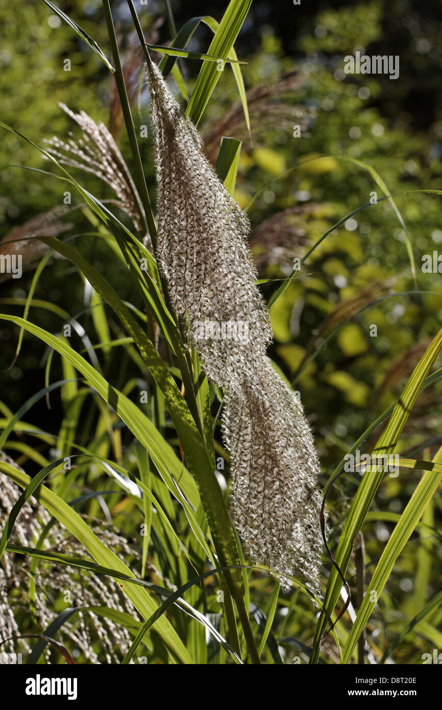 Miscanthus sinensis, Chinese silver grass Stock Photo - Alamy