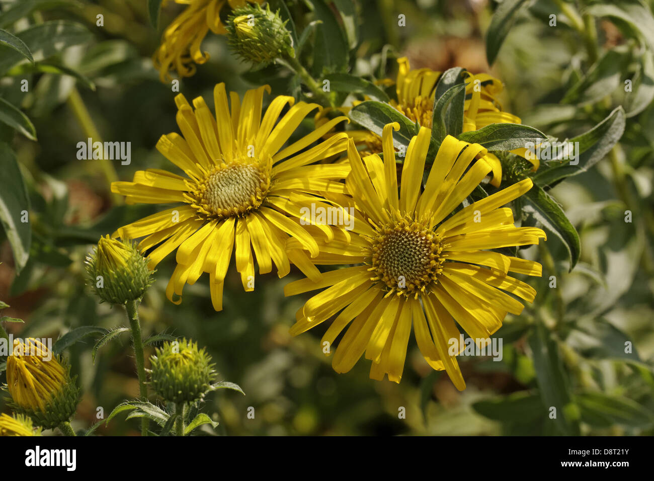 Tonestus lyallii, Goldenweed, serpentweed Stock Photo - Alamy