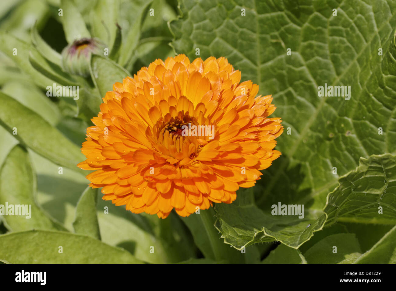 Calendula officinalis, English Marigold Stock Photo - Alamy