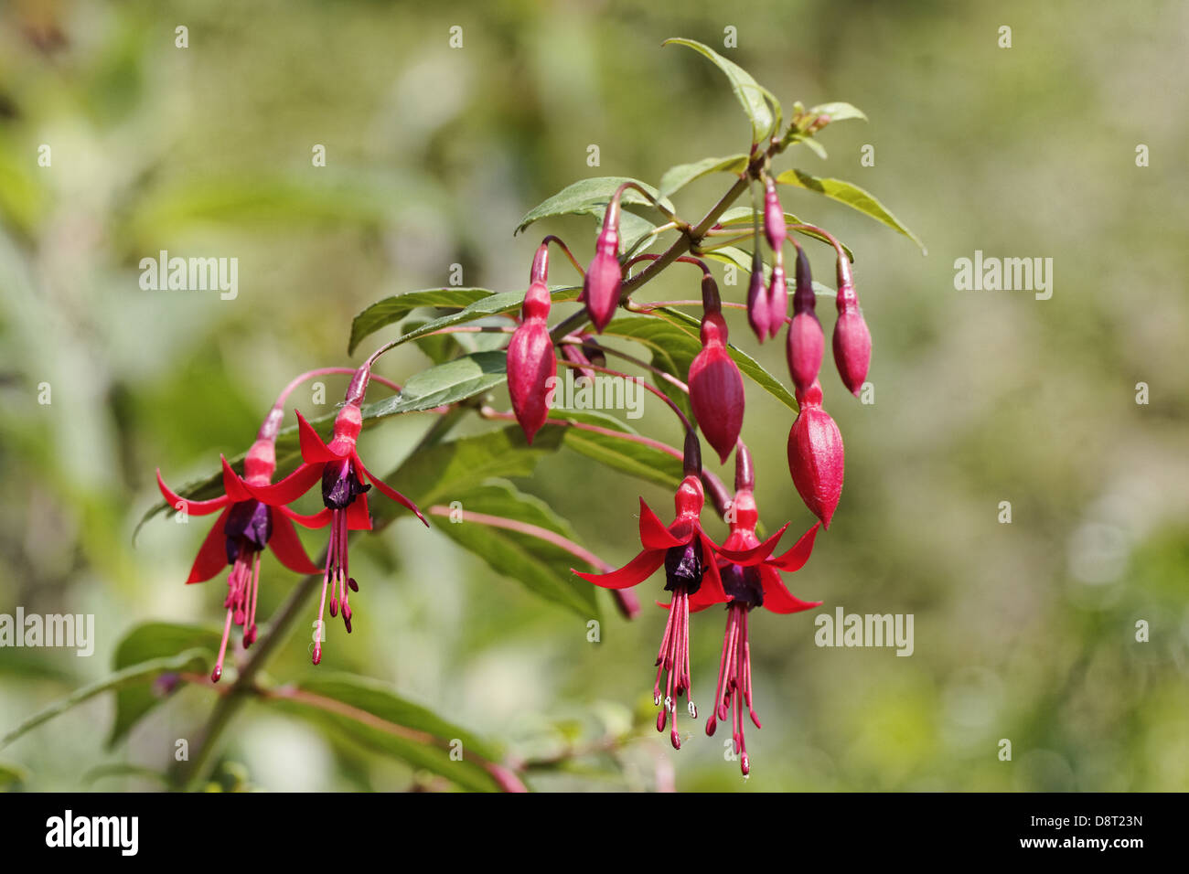 Fuchsia regia hybrid flower Stock Photo - Alamy