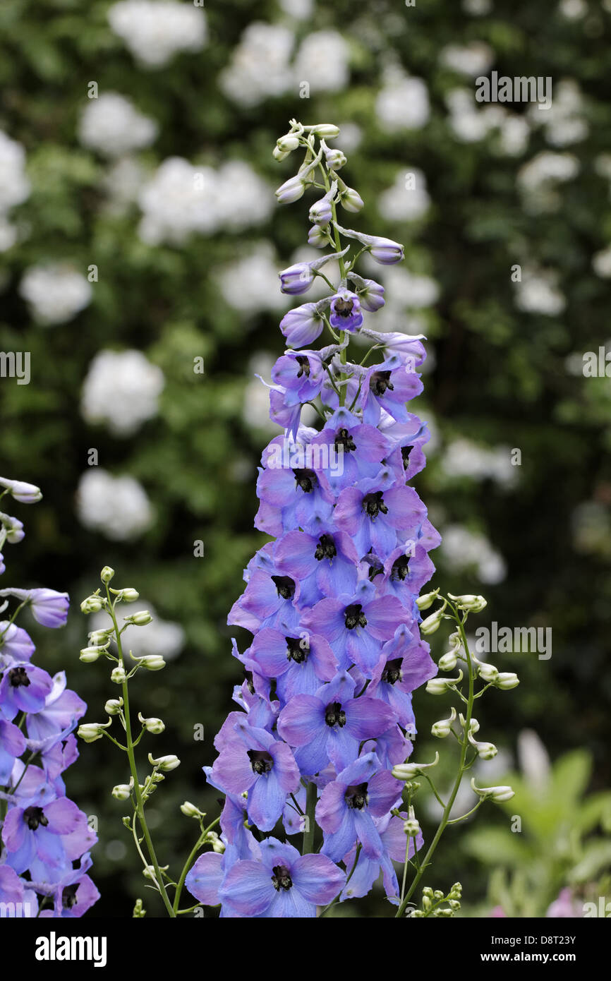 Delphinium hybrid, Larkspur Stock Photo - Alamy