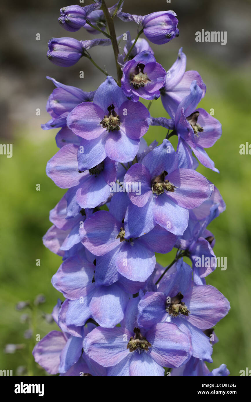 Delphinium hybrid, Larkspur Stock Photo - Alamy