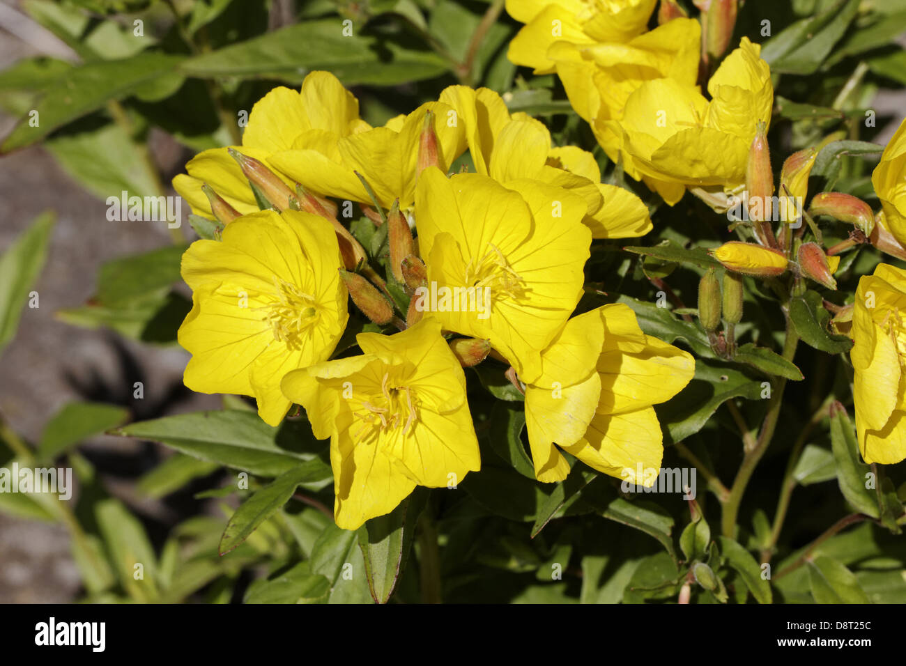 Missouri evening primrose hi-res stock photography and images - Alamy