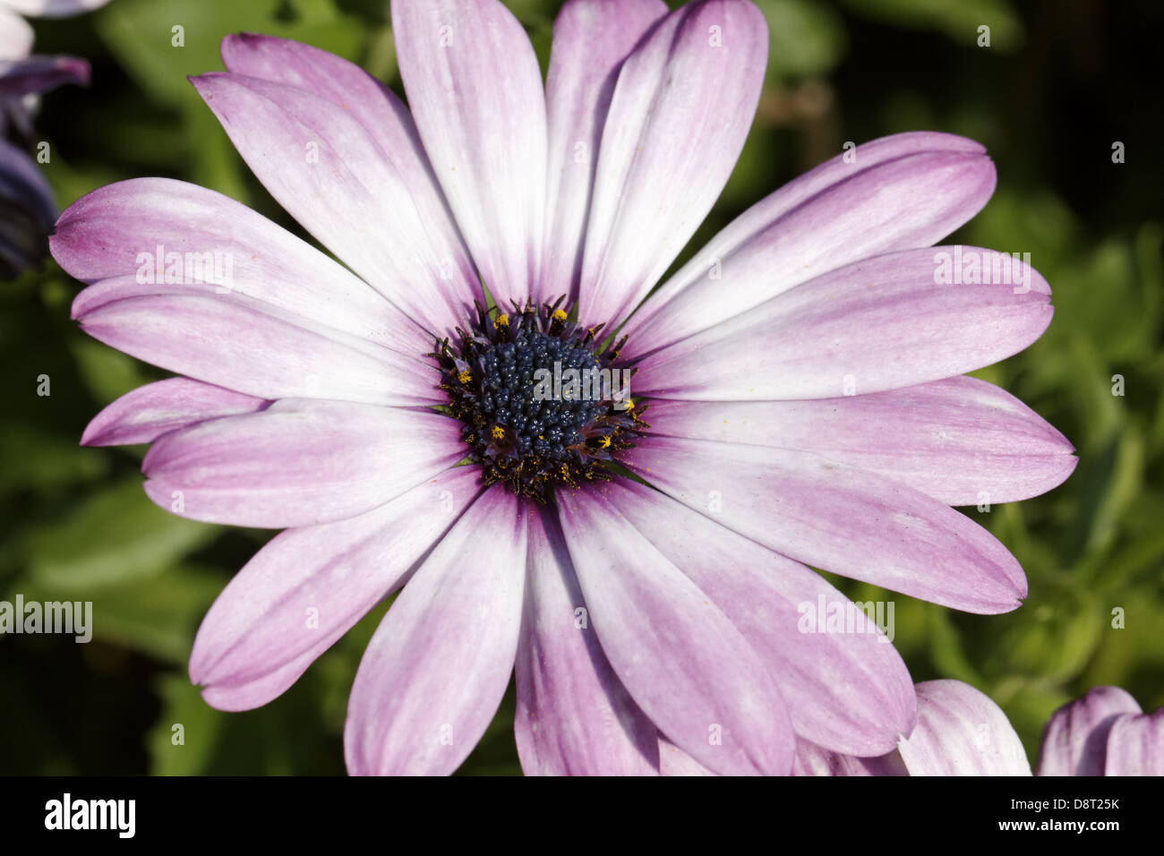 Osteospermum Dimorphoteca Ecklonis High Resolution Stock Photography ...