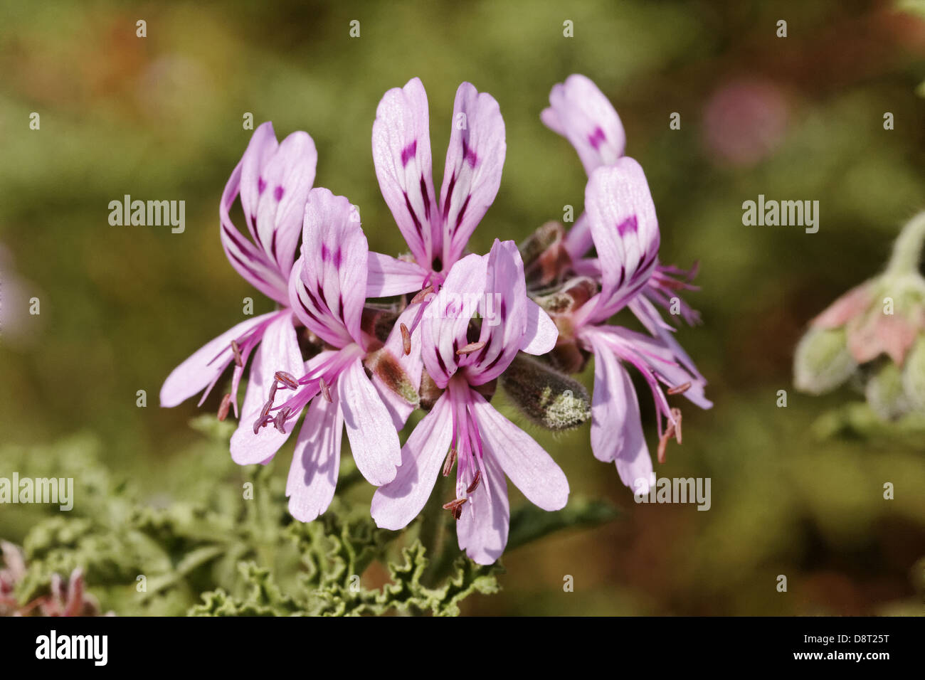 Pelargonium quercifolium, Oakleaf geranium Stock Photo - Alamy