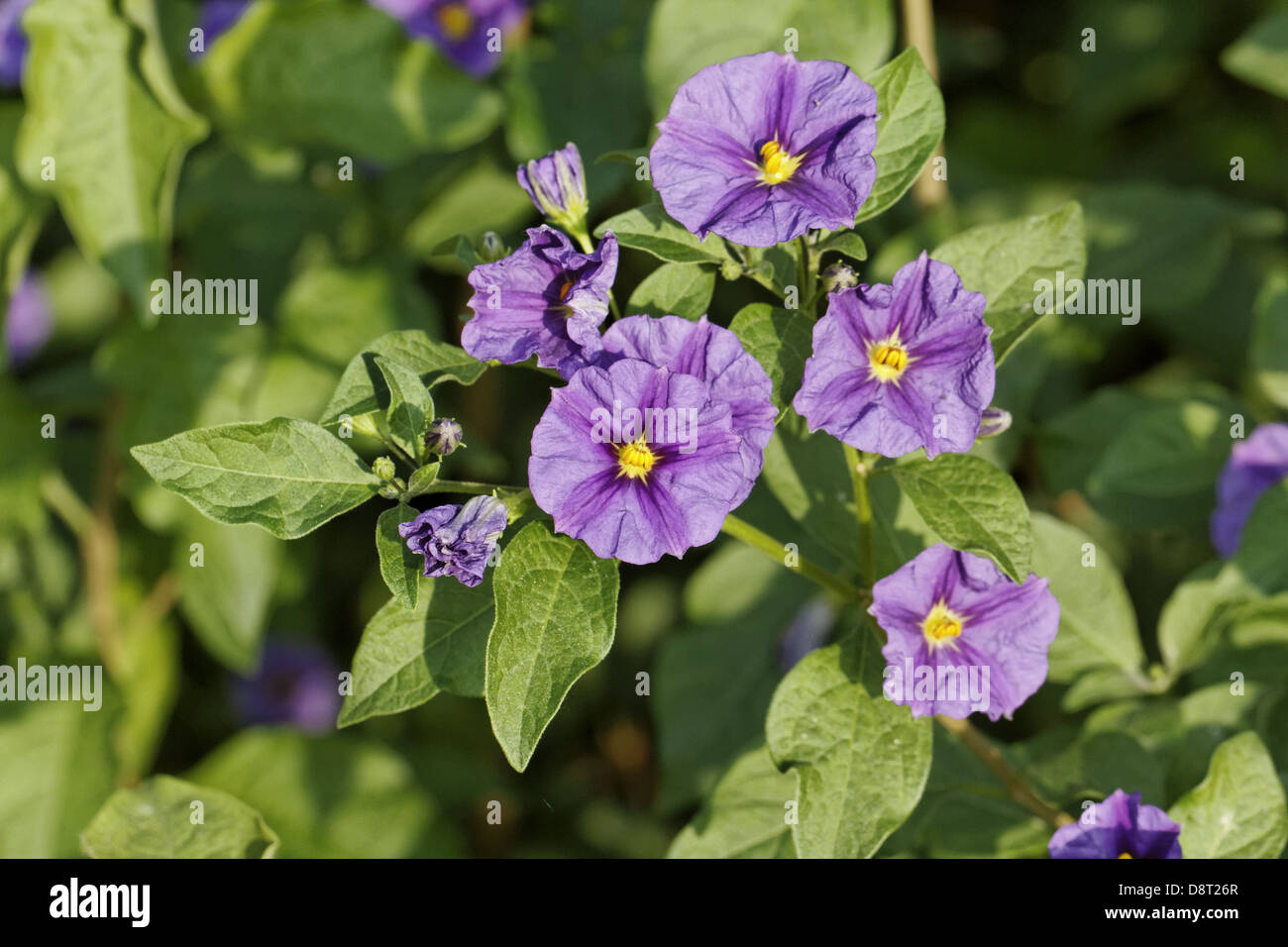 Solanum rantonnetii, Blue Potato Bush Stock Photo - Alamy