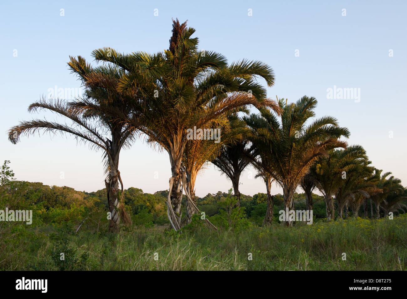 Raphia Palm Tree Hi res Stock Photography And Images Alamy Raphia Palm Tree Hi res Stock Photography And Images Alamy