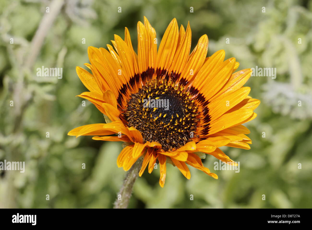 Venidium fastuosum, Orange Prince Daisy Stock Photo - Alamy