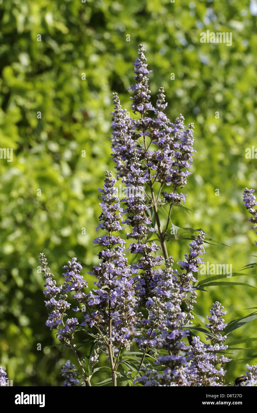 Vitex agnus-castus, Chaste tree, Chasteberry Stock Photo - Alamy