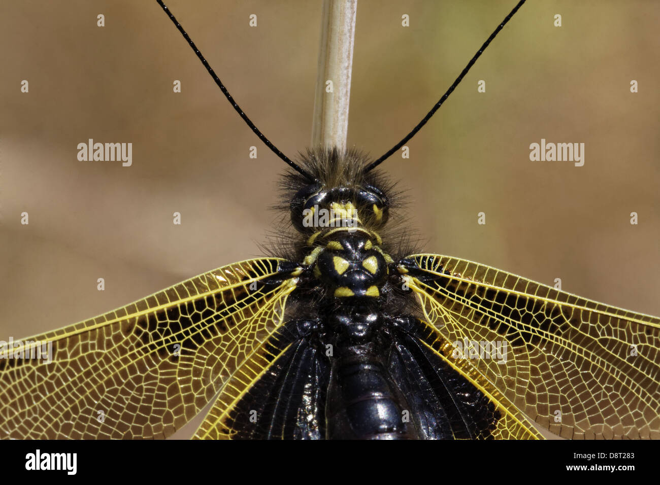 Libelloides longicornis, Owlfly Stock Photo - Alamy