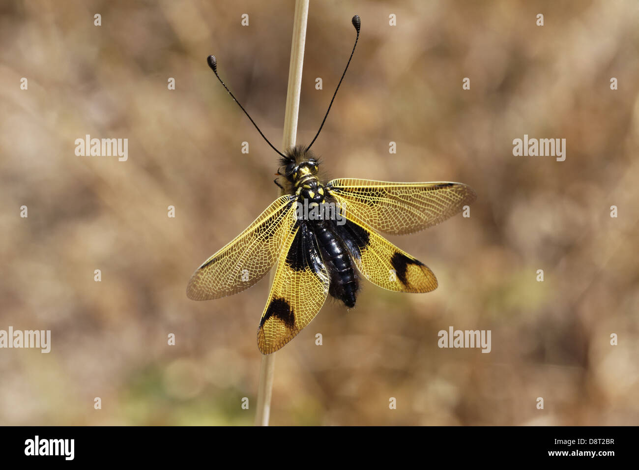 Libelloides longicornis, Owlfly Stock Photo - Alamy