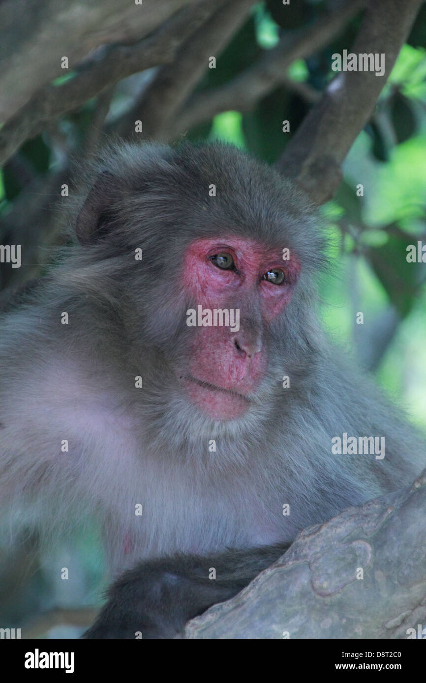 Japanese macaque (Macaca fuscata) sitting in tree branches Stock Photo ...