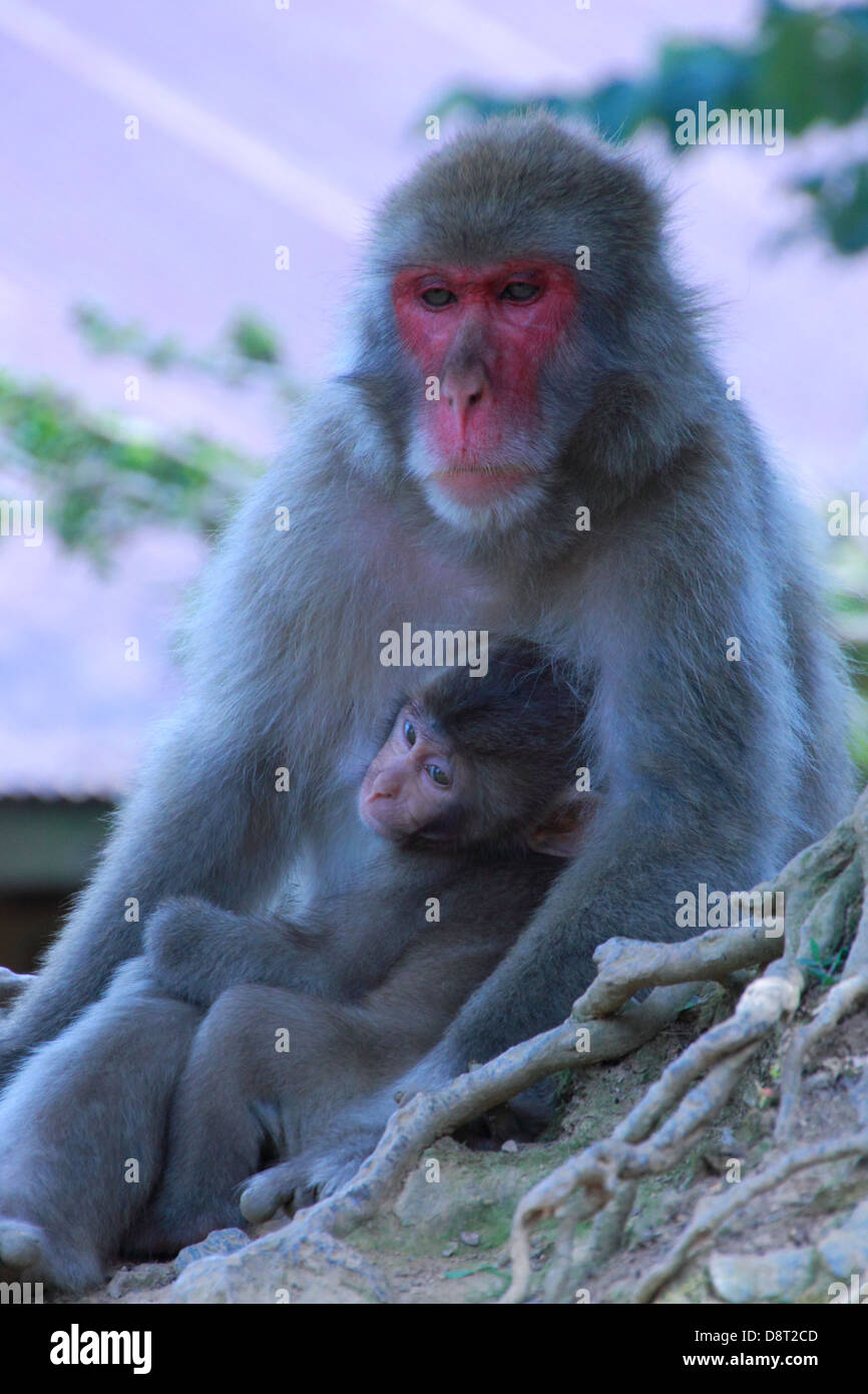 Japanese macaque (Macaca fuscata) mother and baby Stock Photo - Alamy