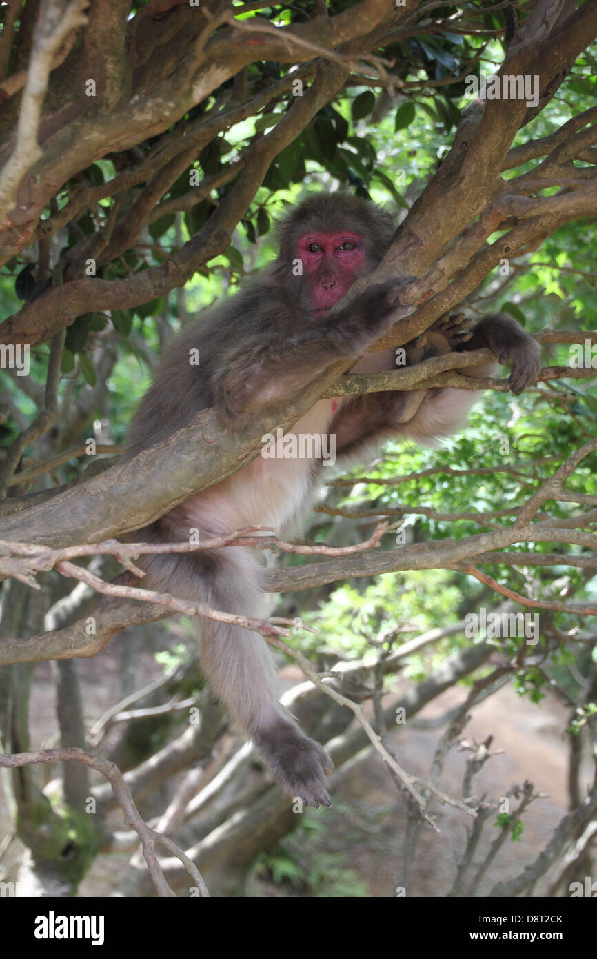 Japanese macaque (Macaca fuscata) resting in tree Stock Photo - Alamy