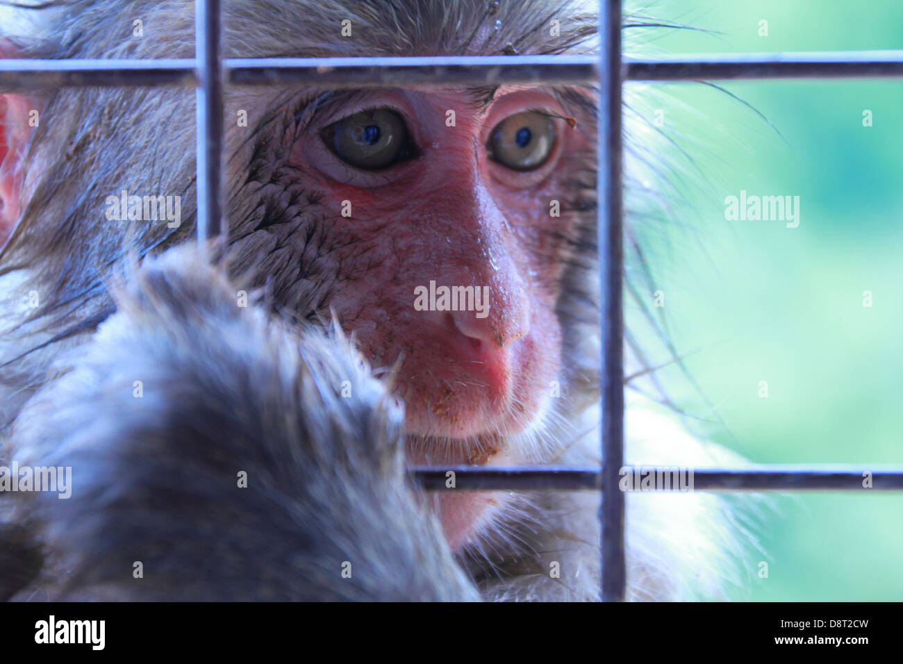 Young Japanese macaque (Macaca fuscata) outside building climbing on ...