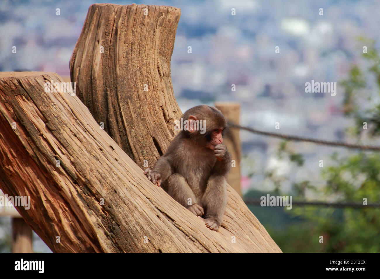 Young Japanese macaque (Macaca fuscata) sitting on tree stump with city ...