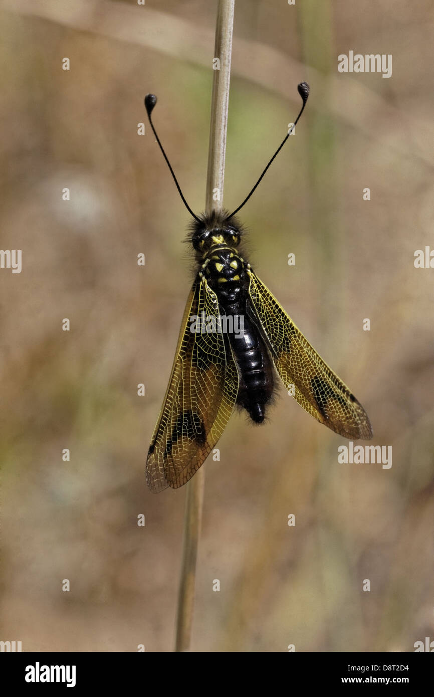 Libelloides longicornis, Owlfly Stock Photo - Alamy
