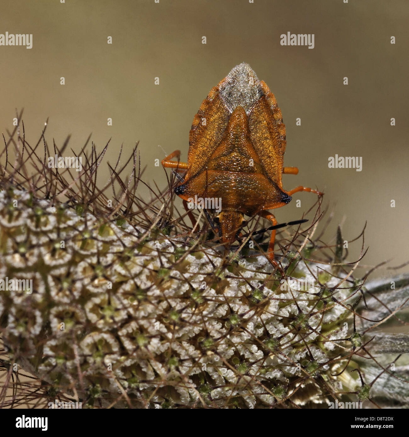 European stink bug hi-res stock photography and images - Alamy