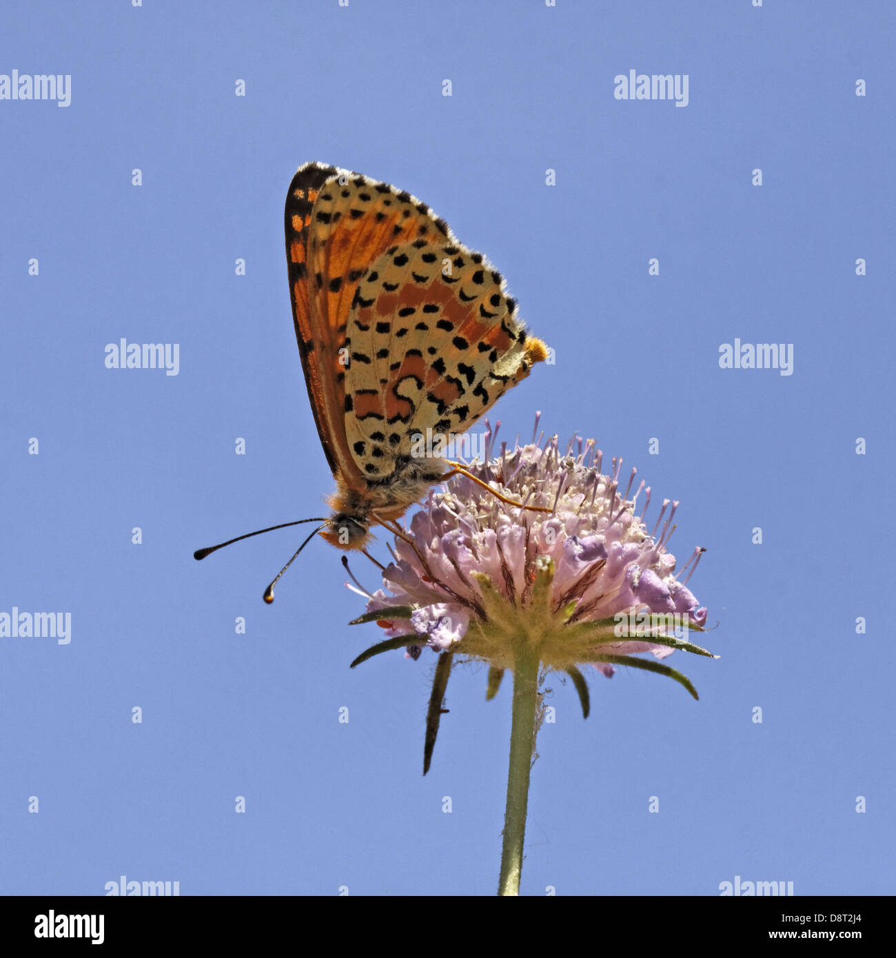 Melitaea didyma, Spotted fritillary Stock Photo - Alamy