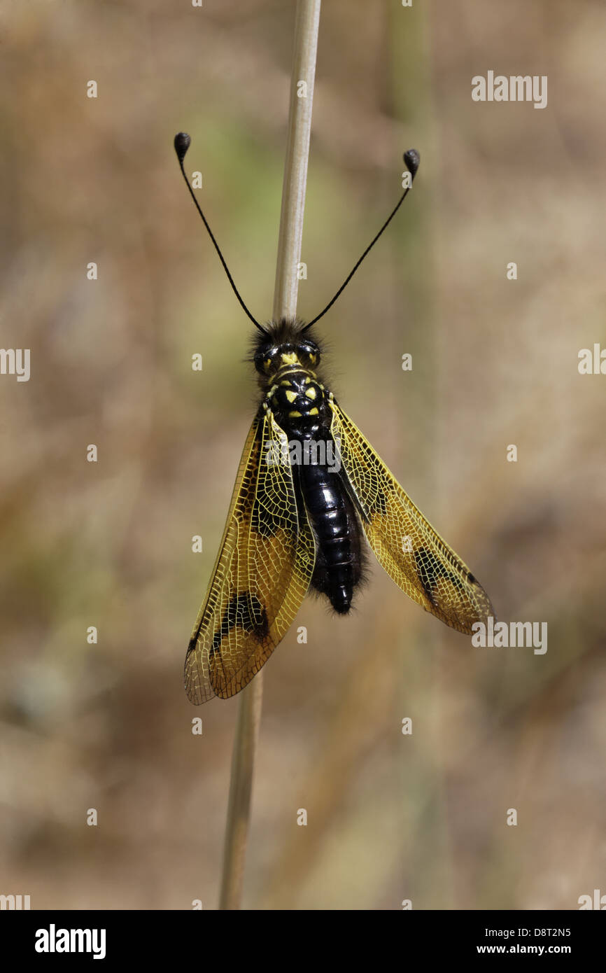 Libelloides longicornis, Owlfly Stock Photo - Alamy