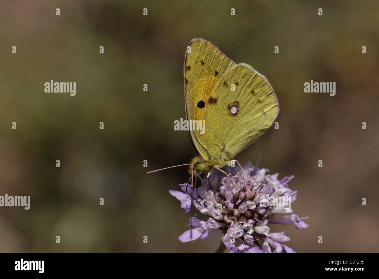 Colias crocea, Common Clouded Yellow Stock Photo - Alamy