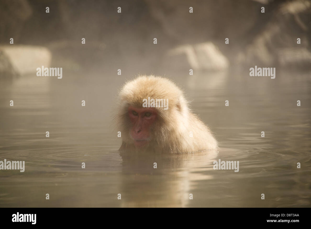 Baby snow monkey sitting in hot springs - Jigokudani, Nagano, Japan ...