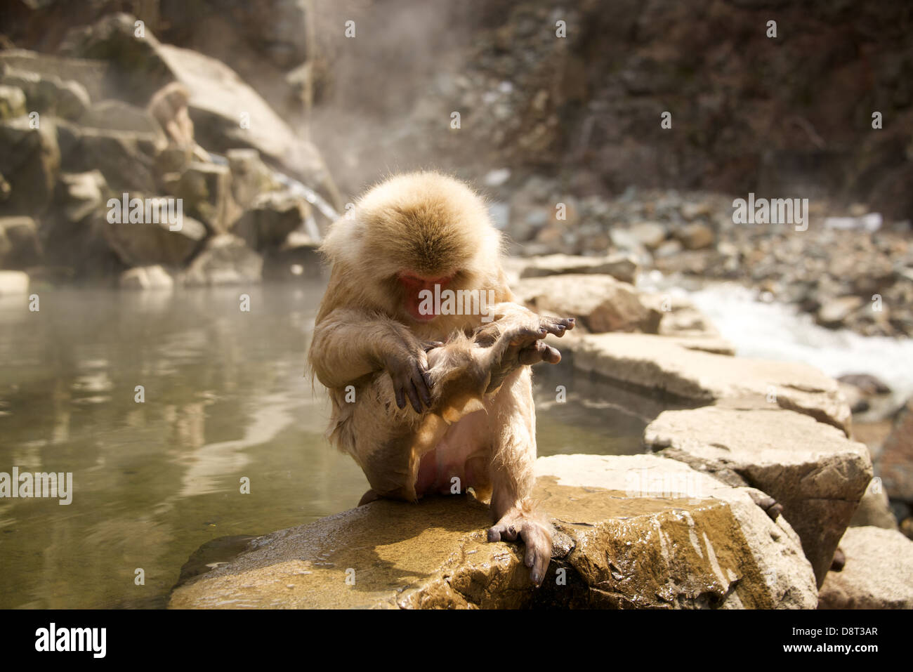 Snow monkey sitting by hot springs - Jigokudani, Nagano, Japan Stock ...