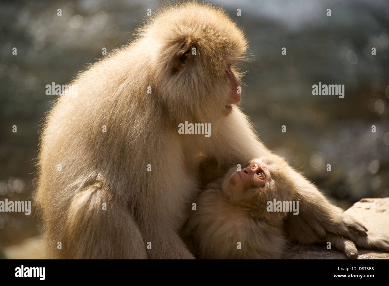 Snow monkey, mother with baby - Japan Stock Photo - Alamy