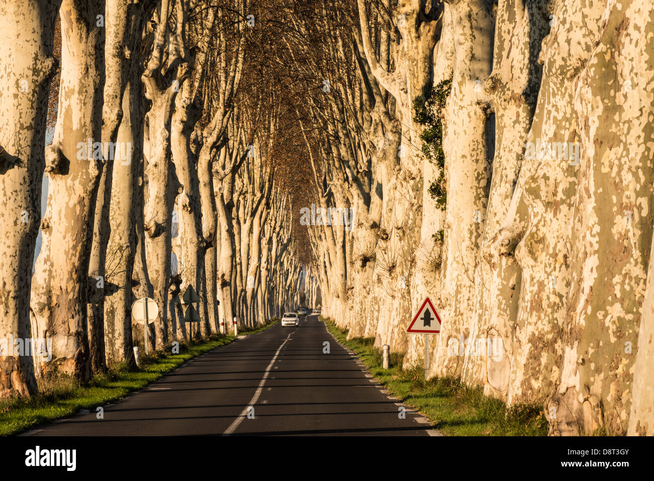 Tree trees lined avenue hi-res stock photography and images - Alamy