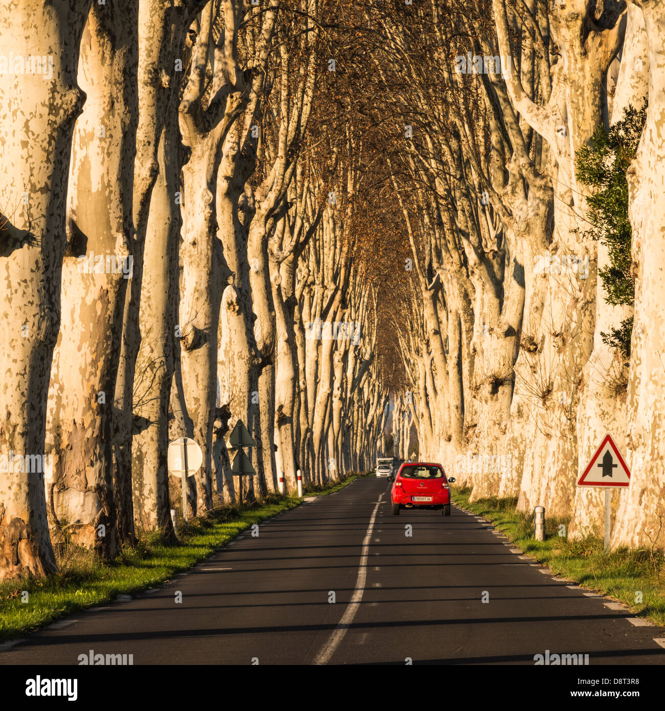 Tree trees lined avenue hi-res stock photography and images - Alamy