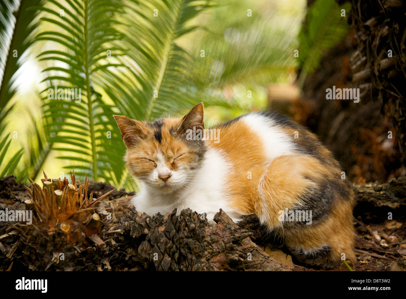 Sleeping cat in a tree Stock Photo - Alamy